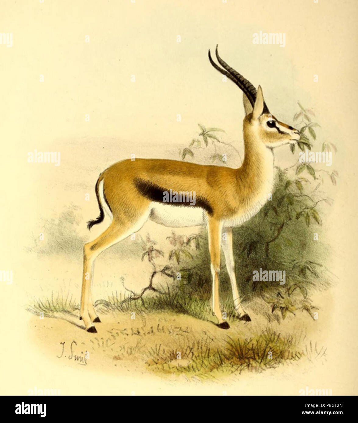 Book antelopes 1894 hi-res stock photography and images - Alamy