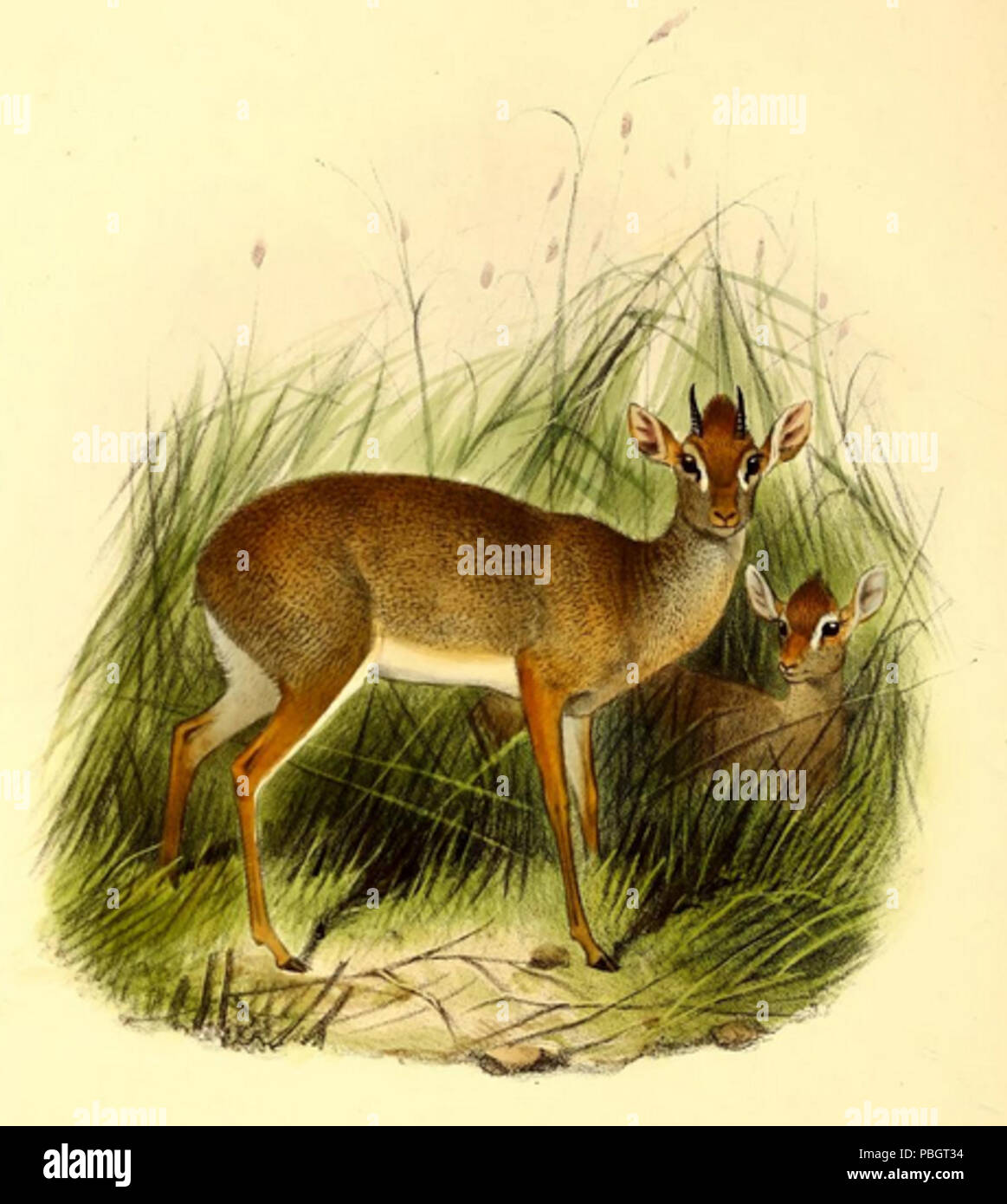 Book antelopes 1894 hi-res stock photography and images - Alamy