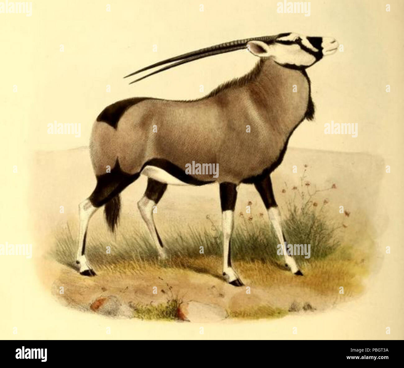 1617 The book of antelopes (1894) Oryx gazella Stock Photo - Alamy