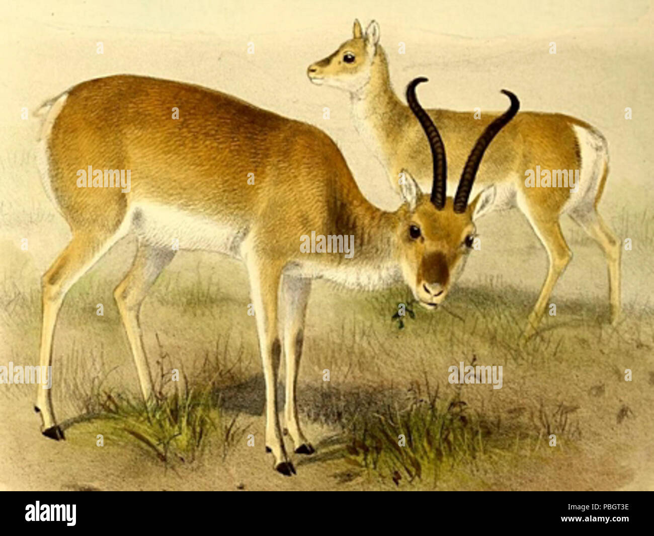 Book antelopes 1894 hi-res stock photography and images - Alamy