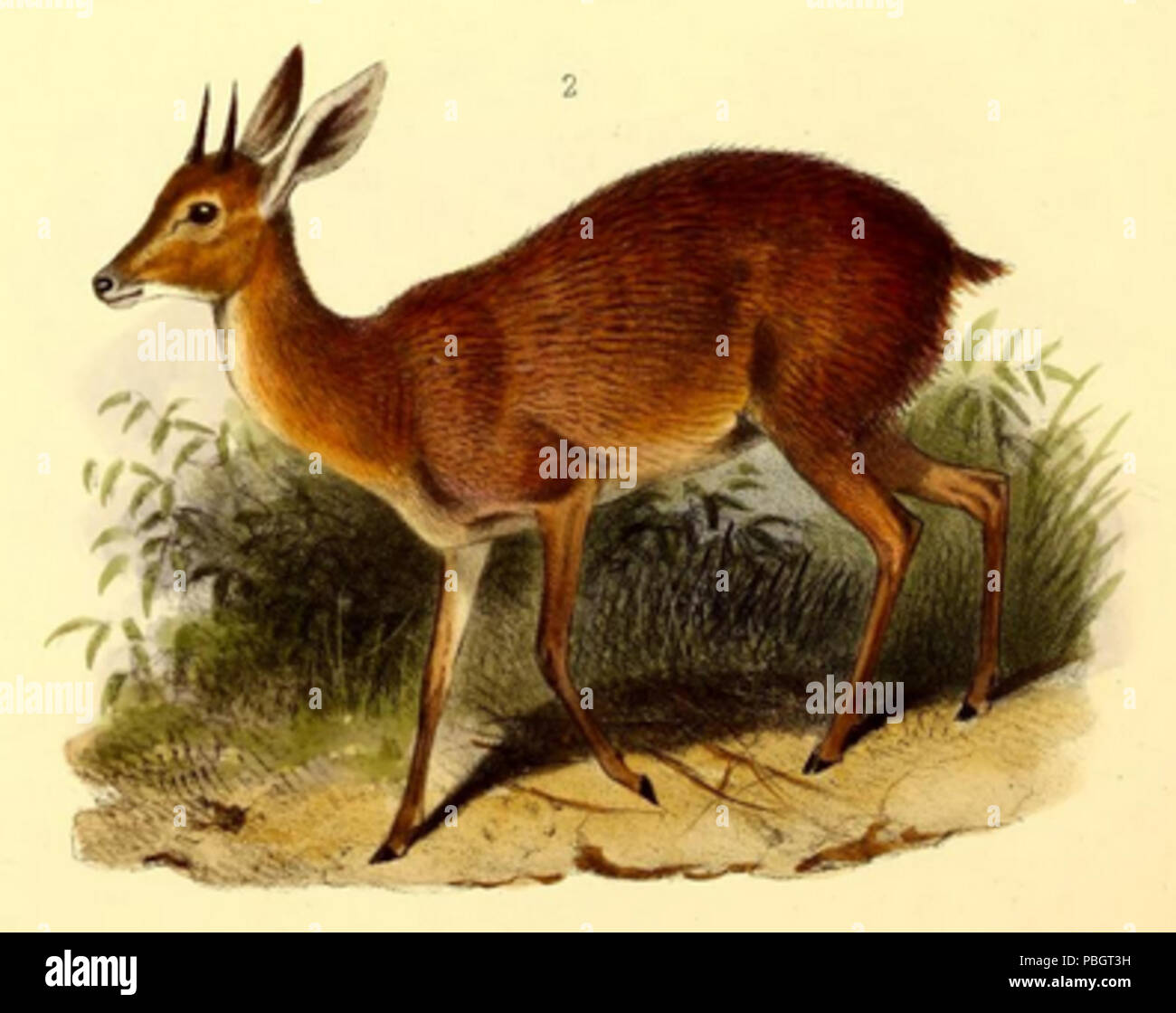 Book antelopes 1894 hi-res stock photography and images - Alamy