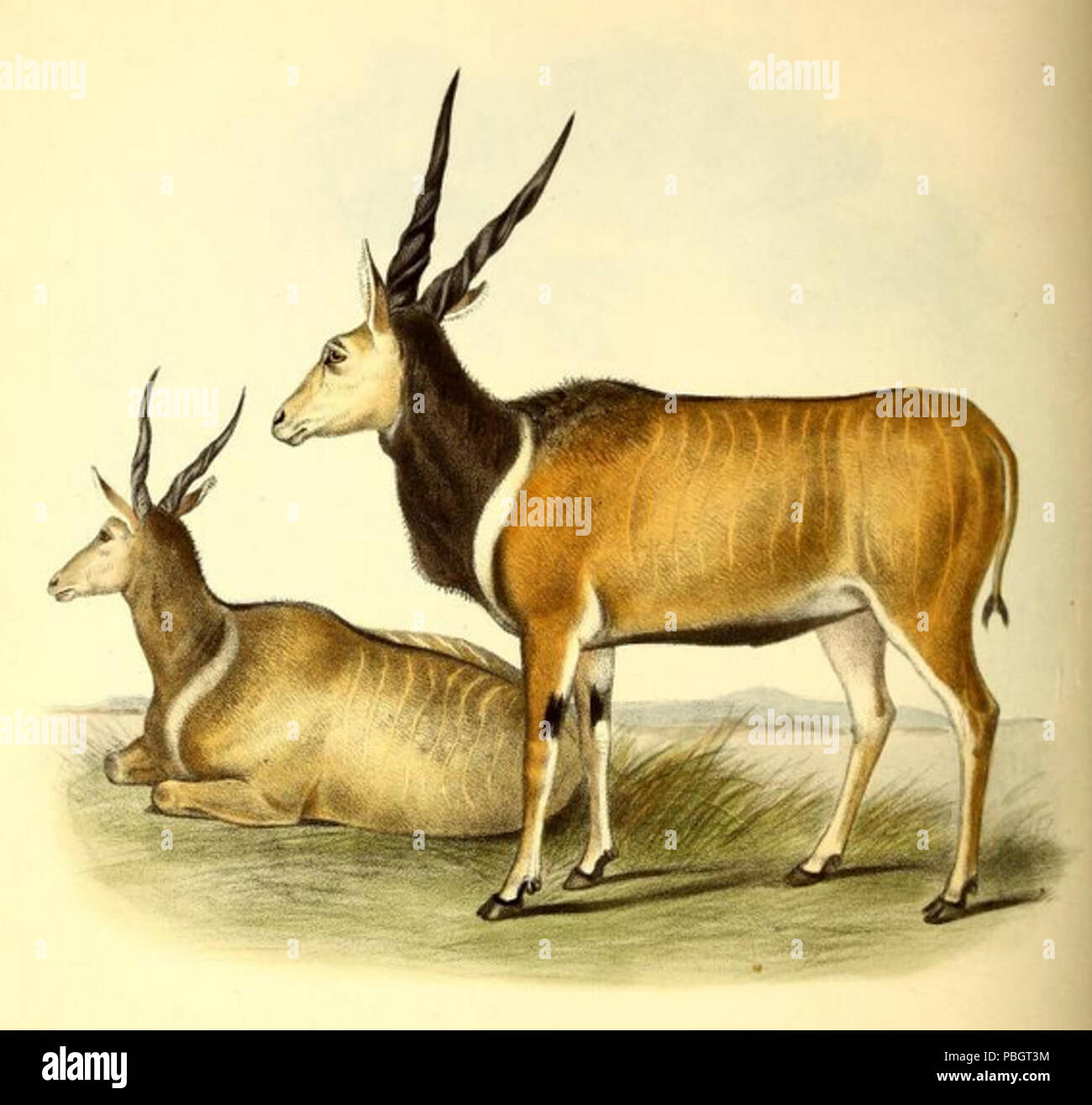 Book antelopes 1894 hi-res stock photography and images - Alamy