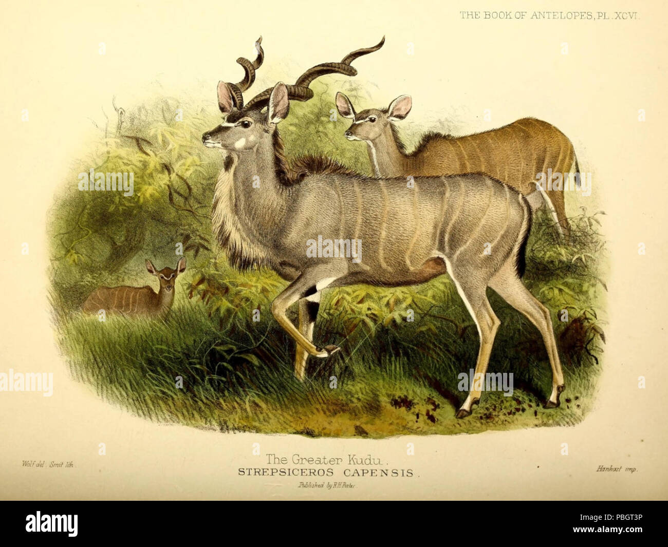 Book antelopes 1894 hi-res stock photography and images - Alamy