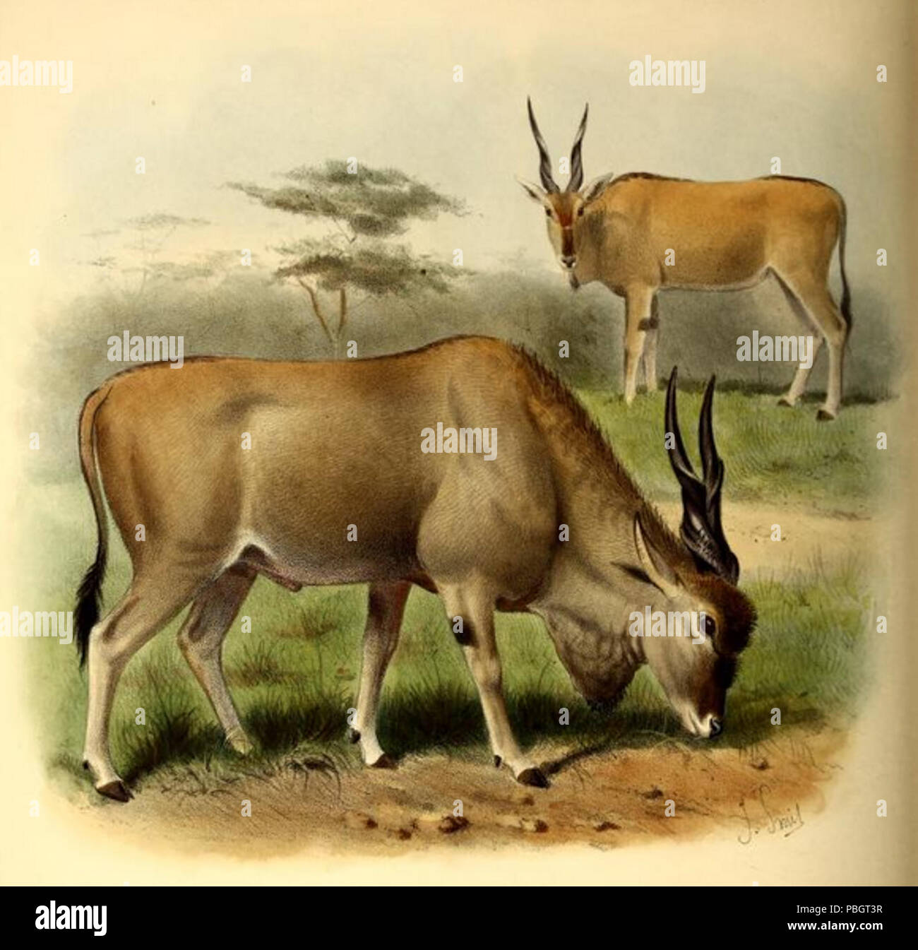 Eland books hi-res stock photography and images - Alamy