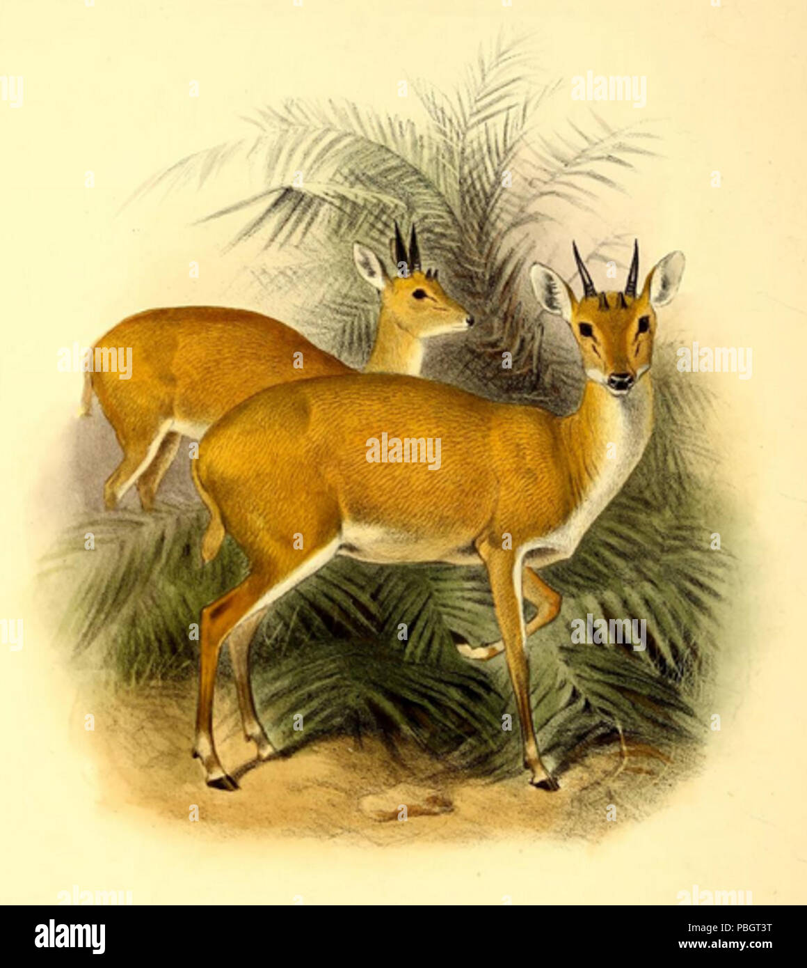 1617 The book of antelopes (1894) Tetraceros quadricornis Stock Photo ...
