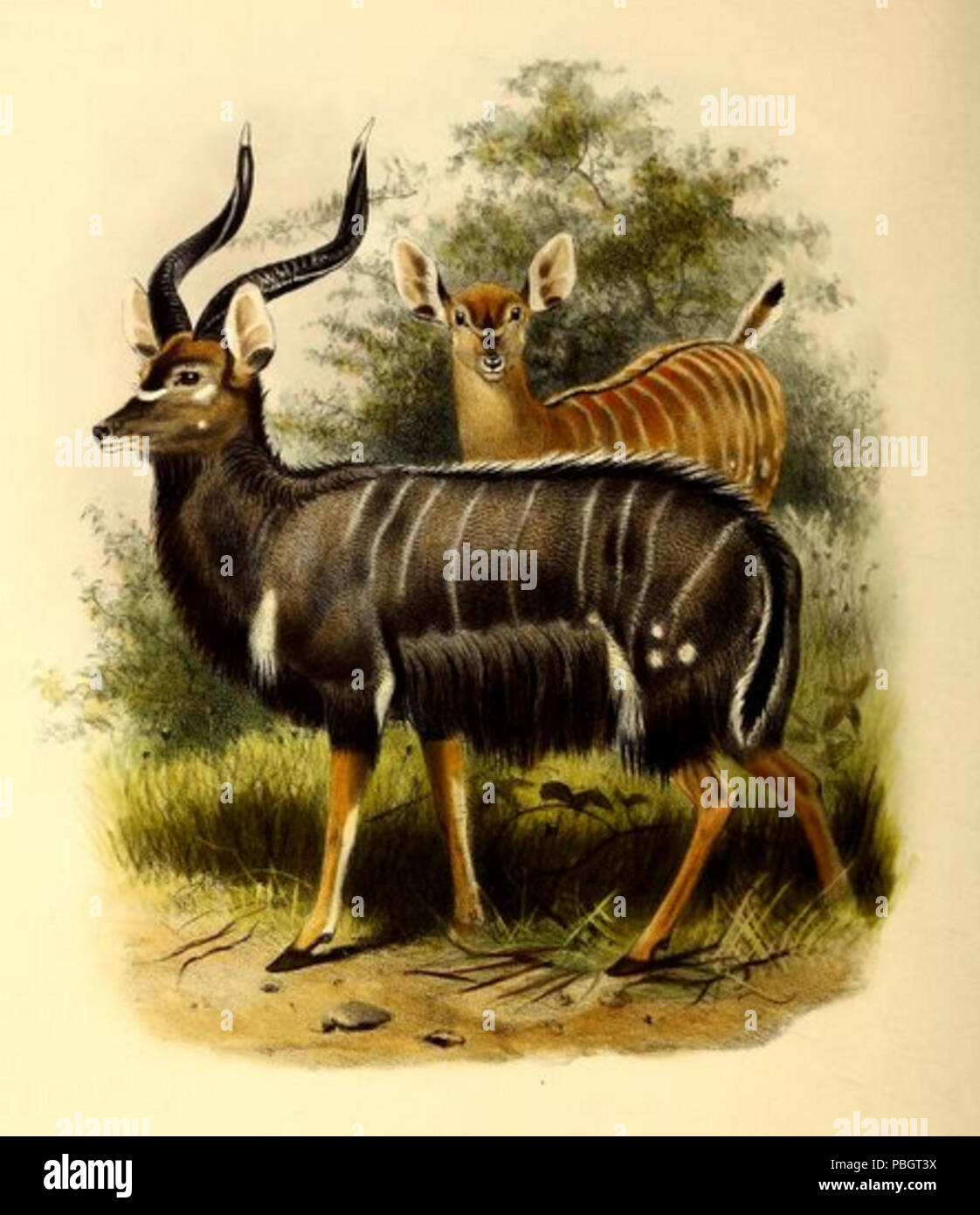 Antelopes anatomy hi-res stock photography and images - Alamy