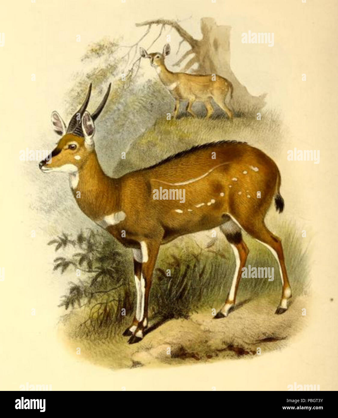 Antelopes anatomy hi-res stock photography and images - Alamy