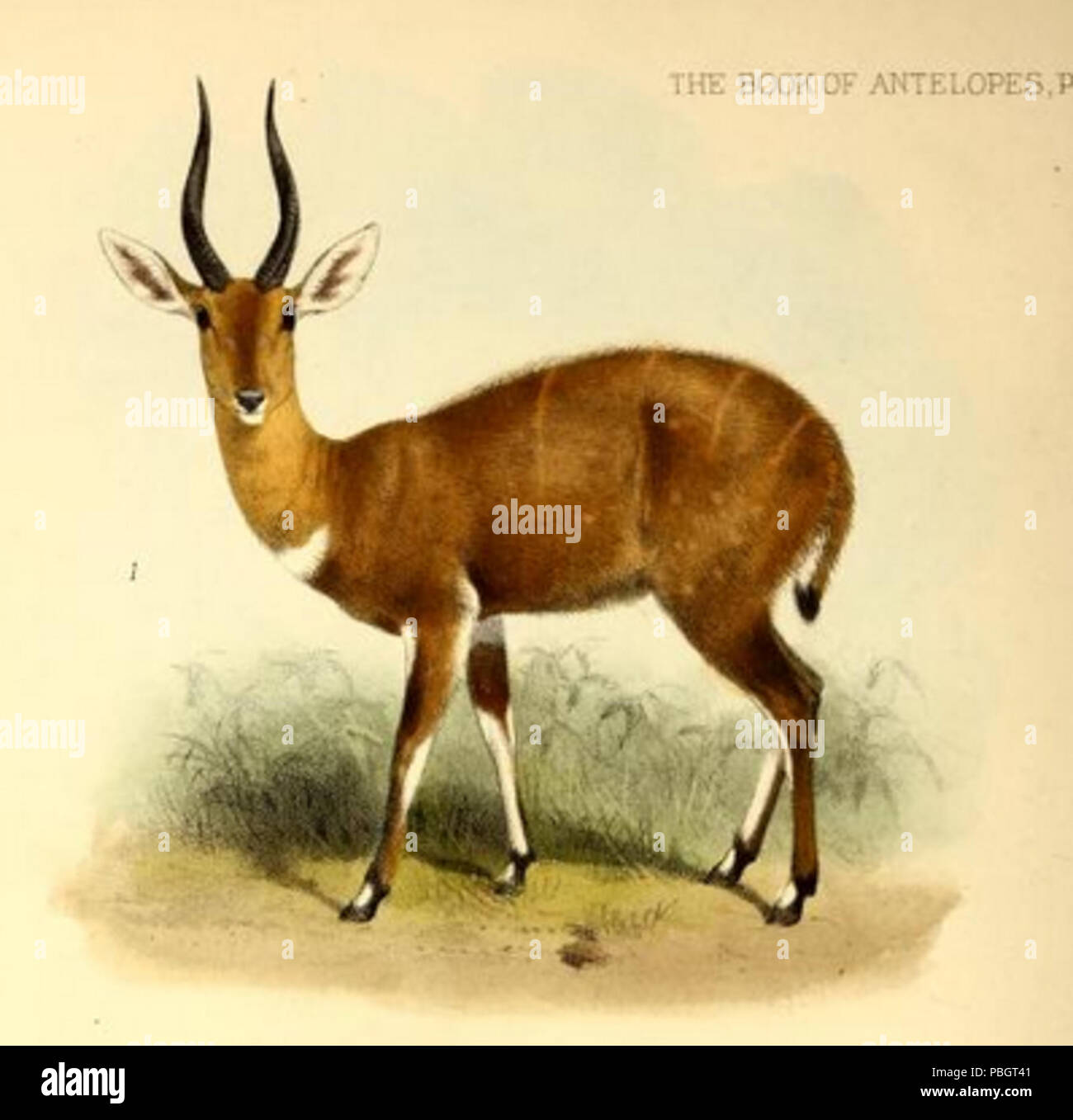 Book antelopes 1894 hi-res stock photography and images - Alamy