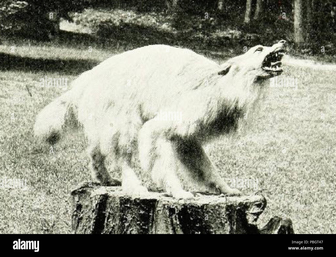 Book of dogs hi-res stock photography and images - Alamy