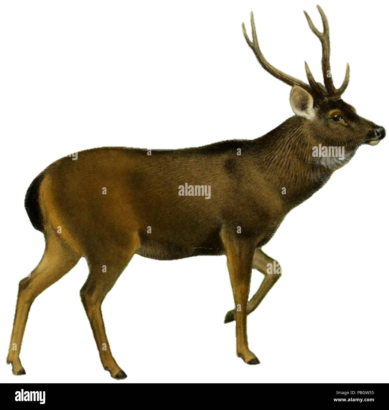 Indian sambar deer Cut Out Stock Images & Pictures - Alamy