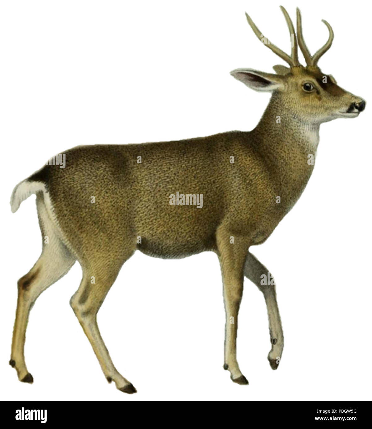 1627 The deer of all lands (1898) Peruvian guemal white background ...