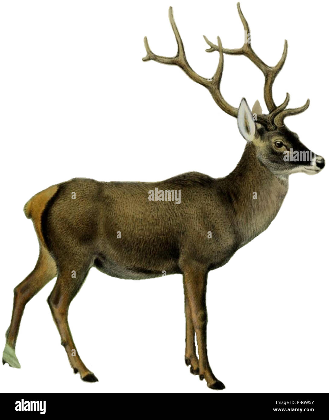 Thorolds hi-res stock photography and images - Alamy