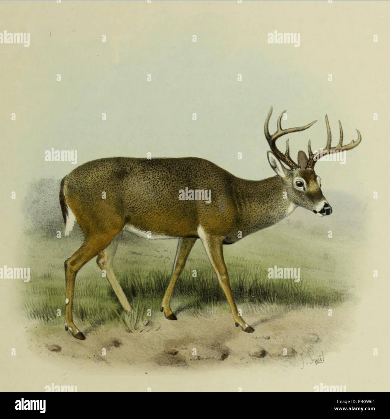 Realistic deer hi-res stock photography and images - Alamy