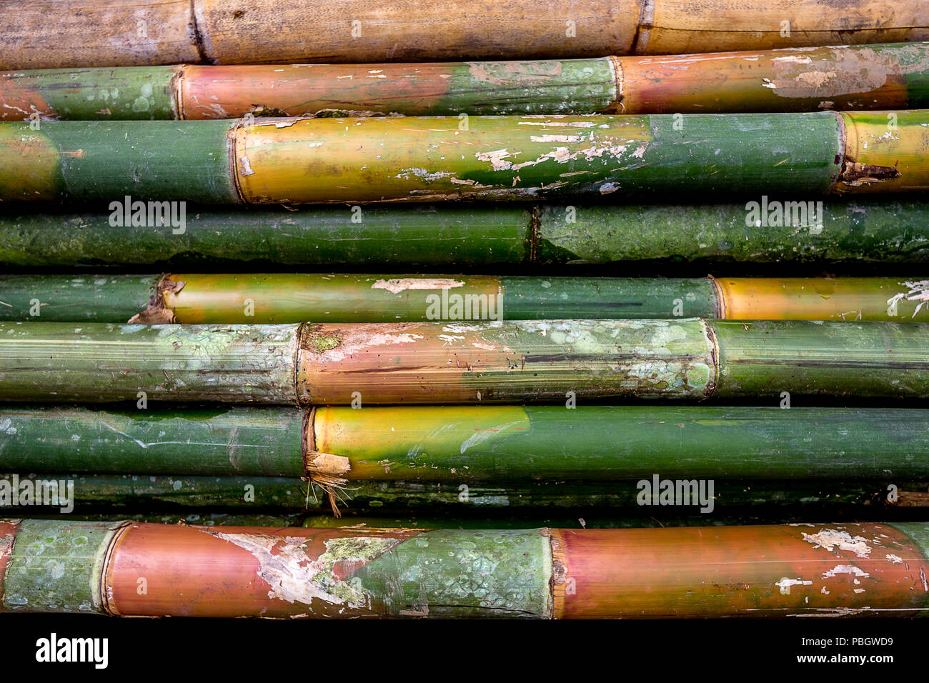 Raw cut Bamboo sharp with texture for use as a background Stock Photo ...