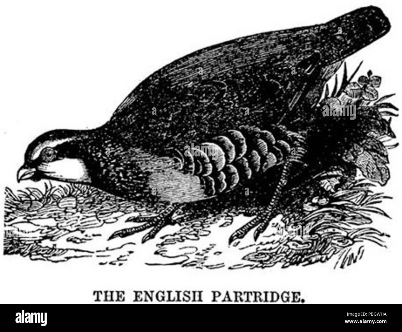 English partridge Black and White Stock Photos & Images - Alamy