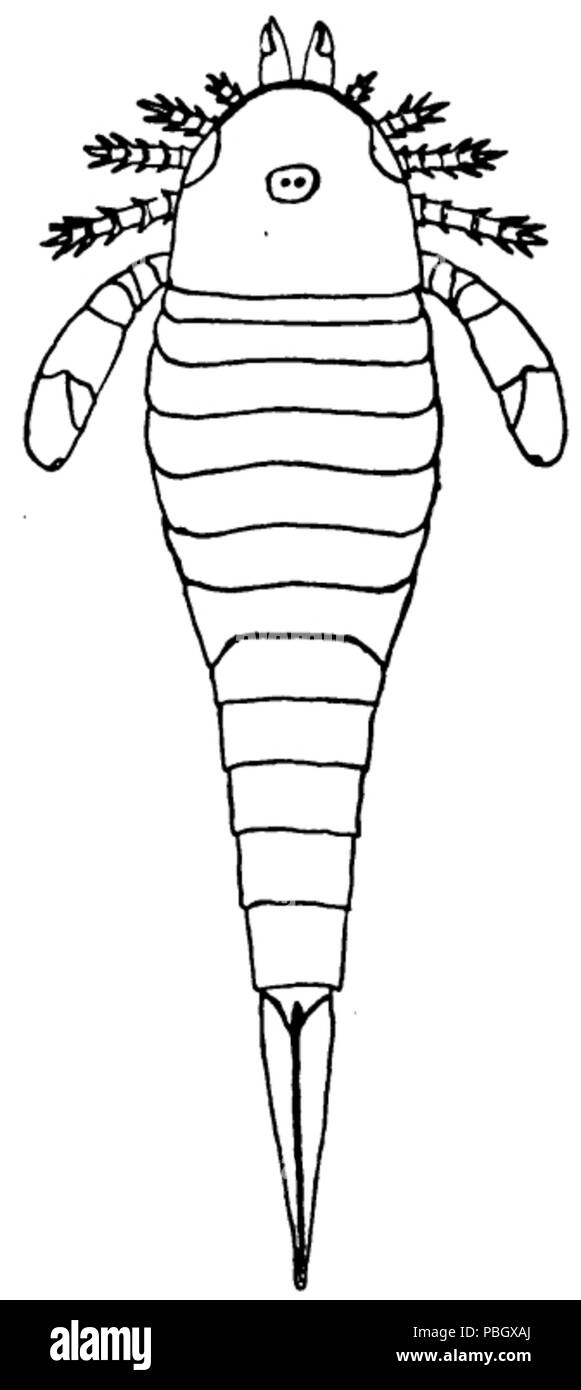 Eurypterida Black and White Stock Photos & Images - Alamy