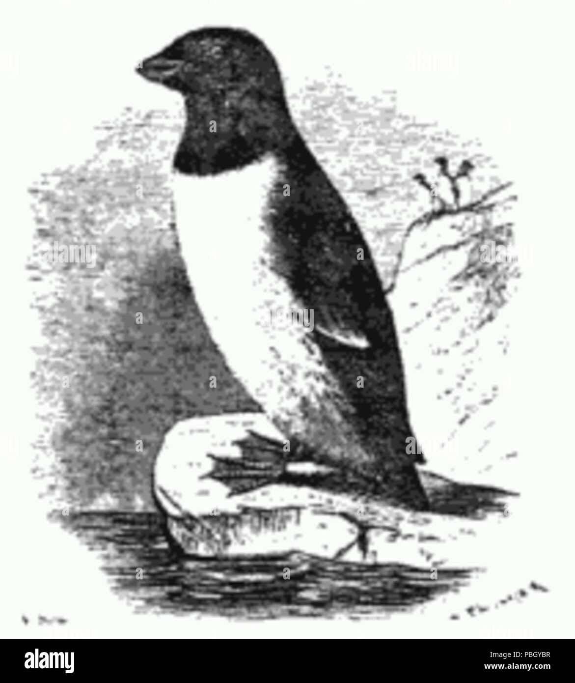 Species of auk hi-res stock photography and images - Alamy