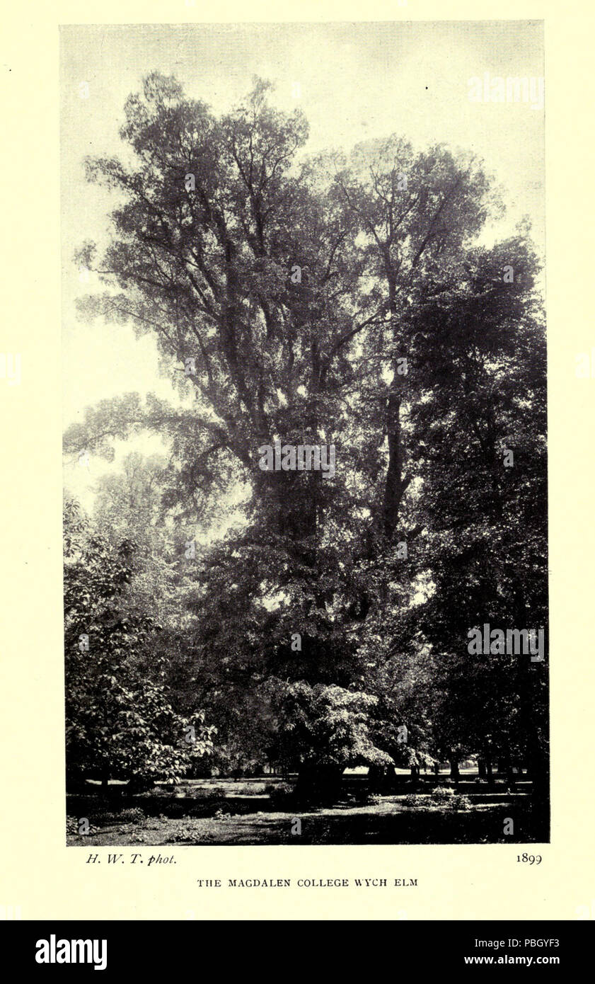 Wych elm tree hi-res stock photography and images - Alamy