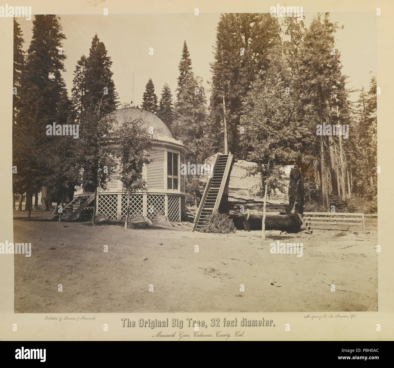 Original big tree hi-res stock photography and images - Alamy