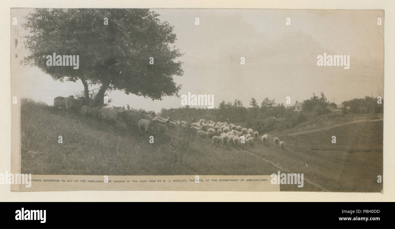 1664 The pasture field (HS85-10-11626 Stock Photo - Alamy