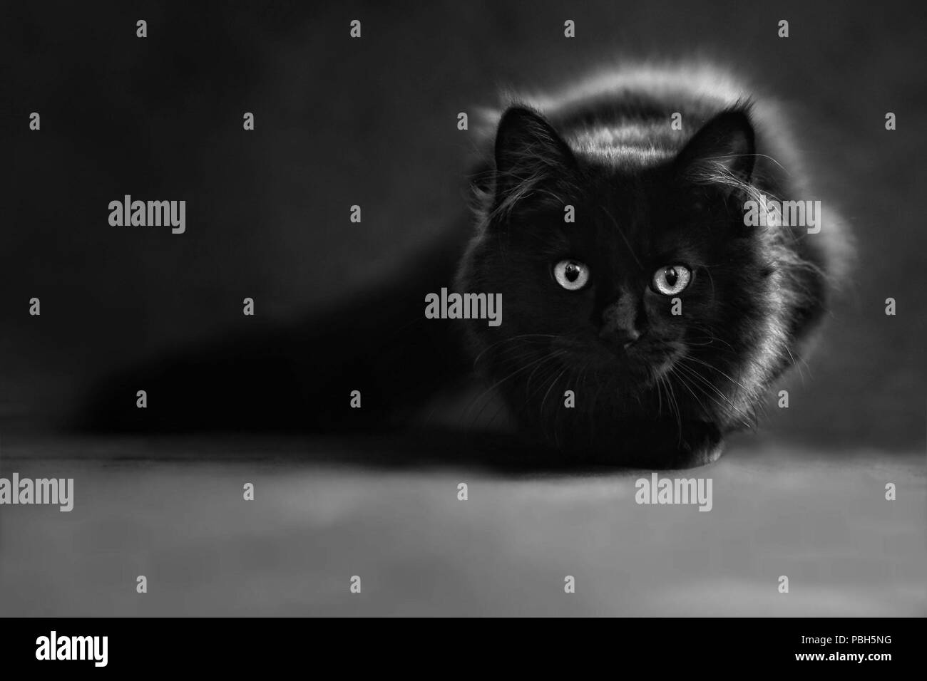 Cat ready to pounce hi-res stock photography and images - Alamy