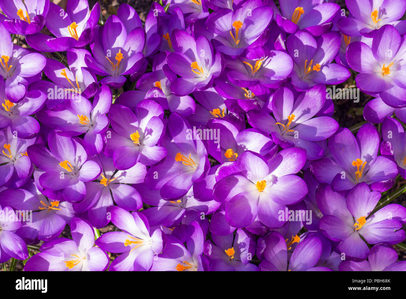 Saffron field hi-res stock photography and images - Alamy