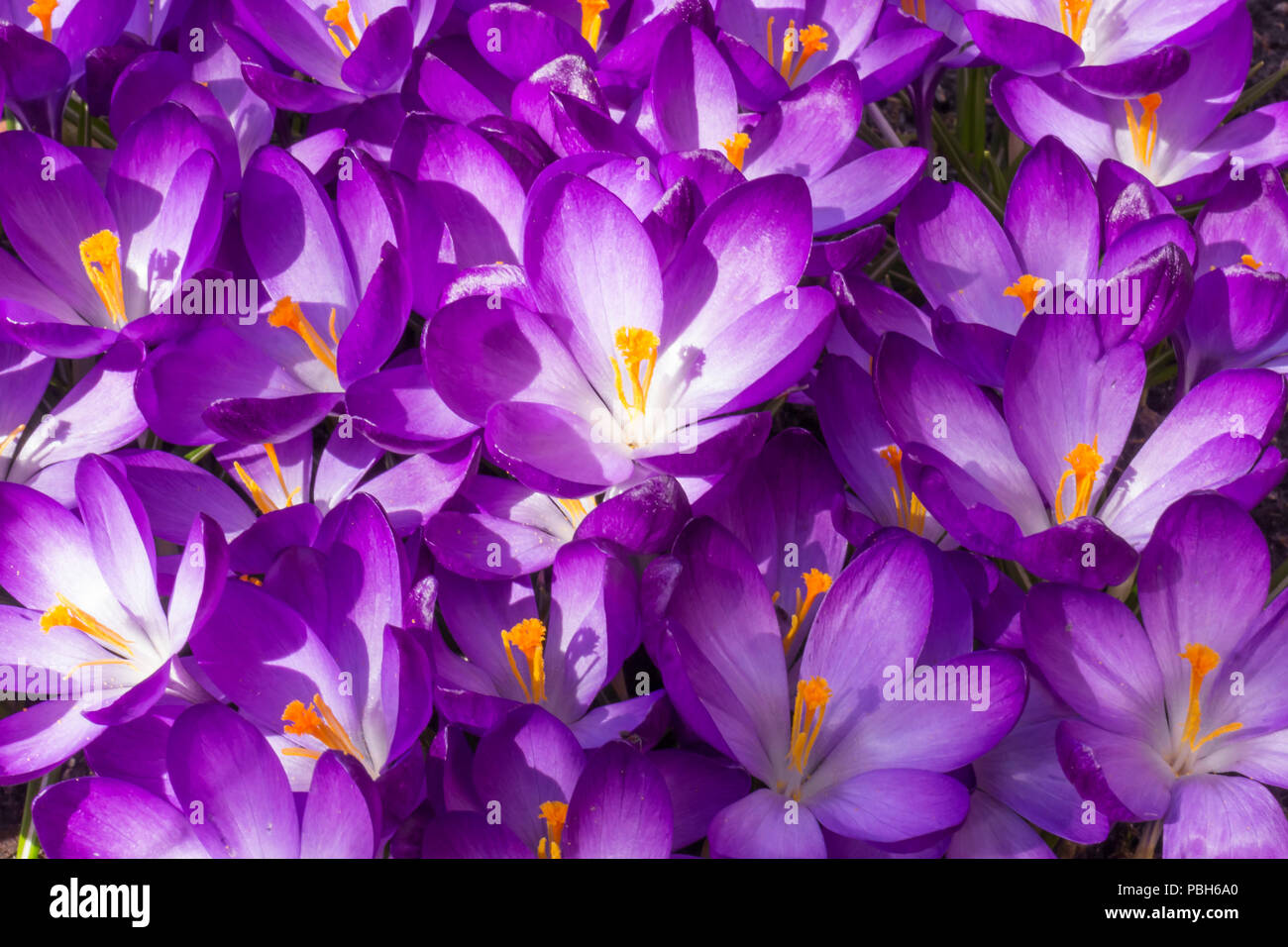 Saffron field hi-res stock photography and images - Alamy