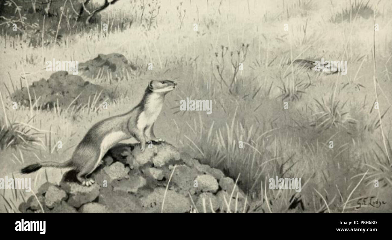 Stoat rabbit hi-res stock photography and images - Alamy