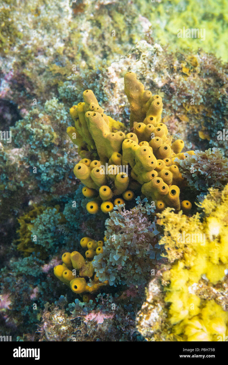 Underwater rocks and sponge. Rocky underwater life background Stock ...