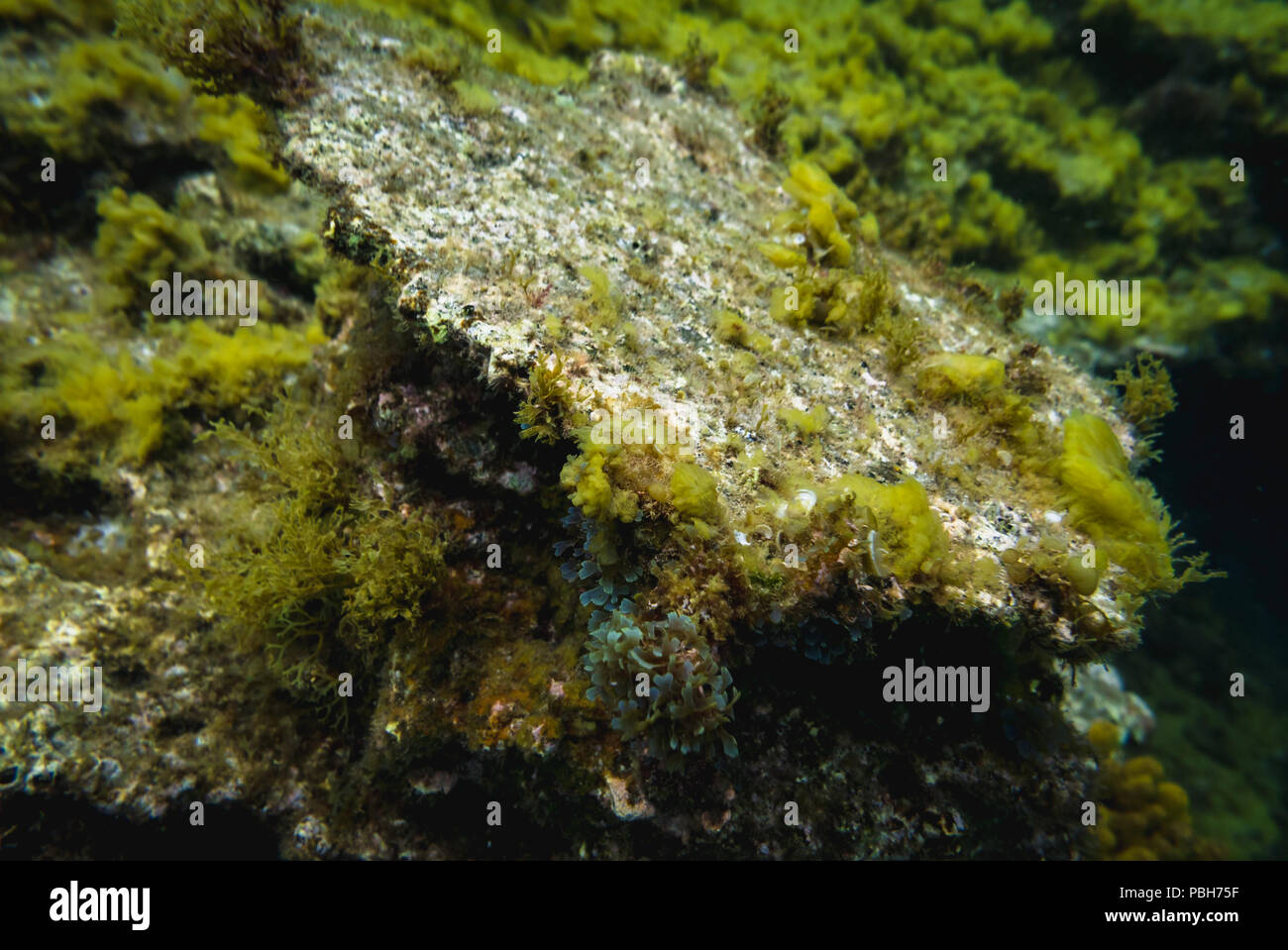 Underwater rocks hi-res stock photography and images - Alamy