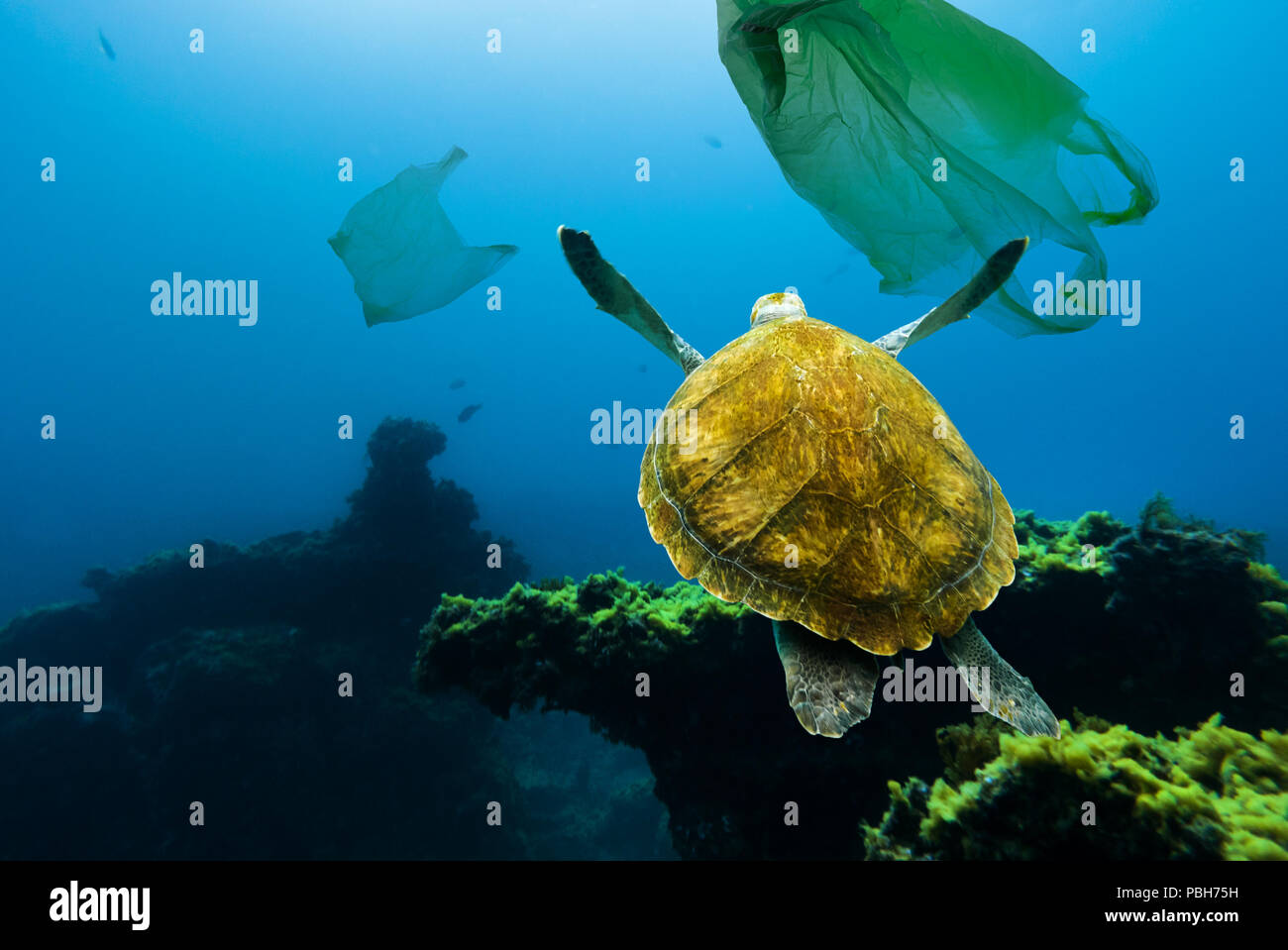 Turtle plastic bag hi-res stock photography and images - Alamy