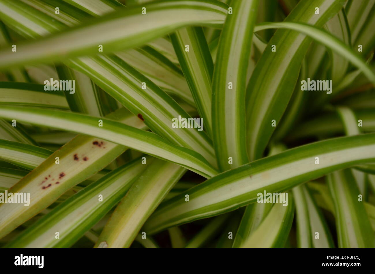white lines in green leaves Stock Photo - Alamy