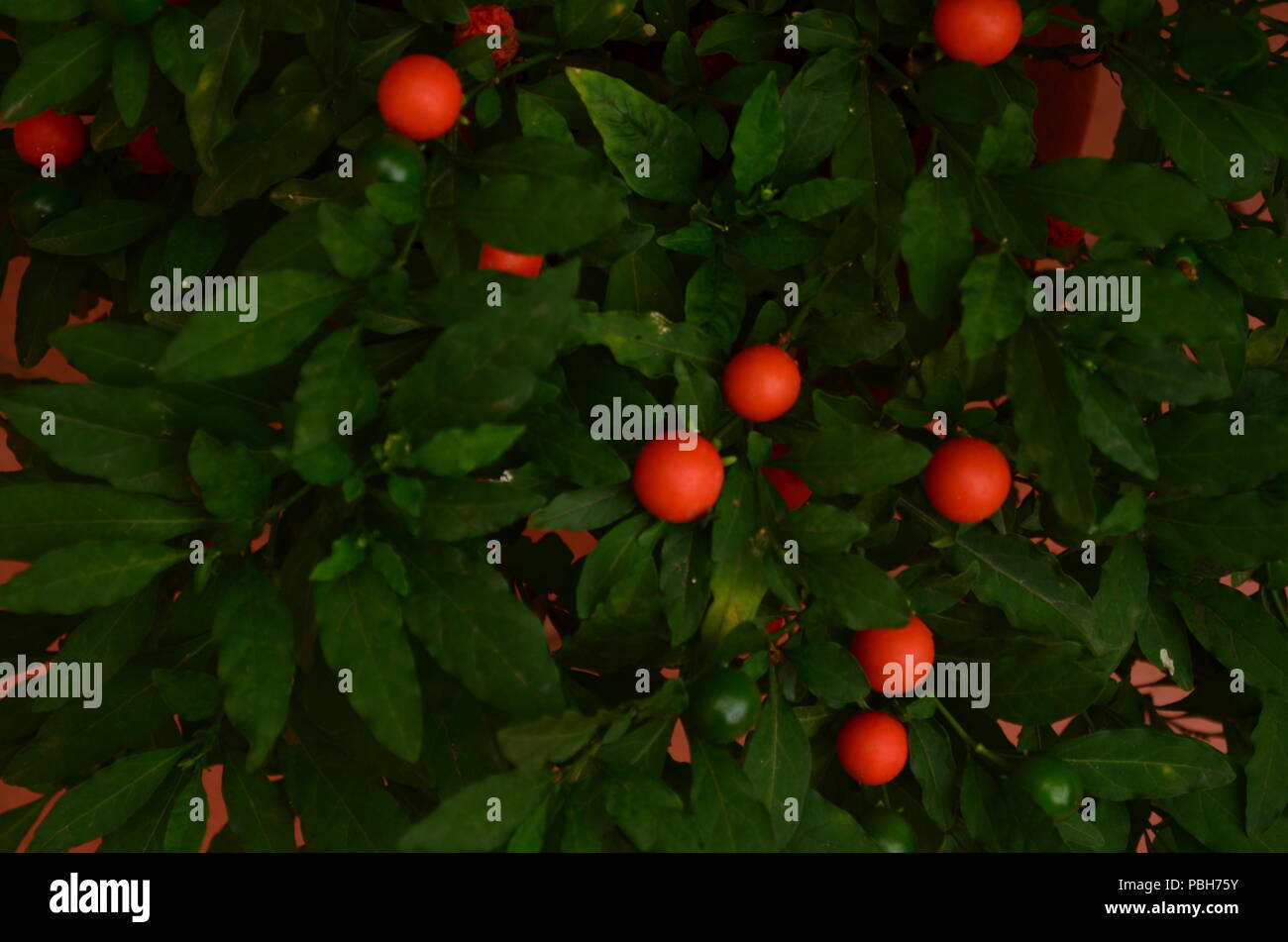 Indian cherry blossom hi-res stock photography and images - Alamy