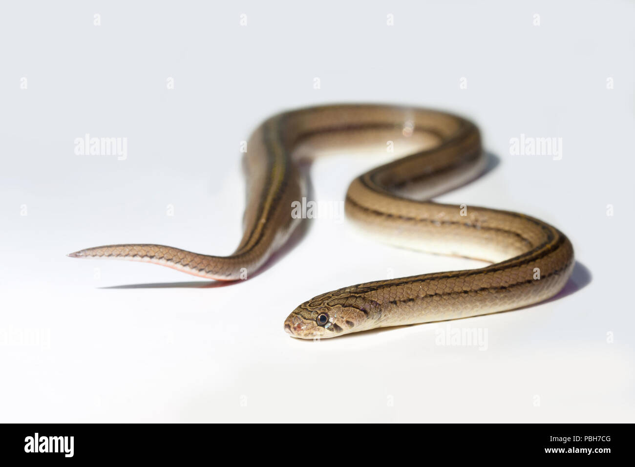 Close up snake on white background isolated Stock Photo - Alamy