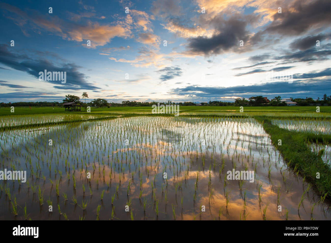 rice field at sunset, Thailand Stock Photo - Alamy