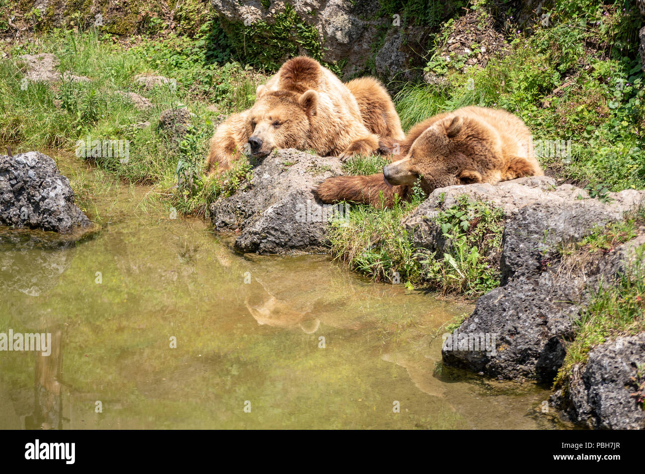 Two bears sleeping hi-res stock photography and images - Alamy
