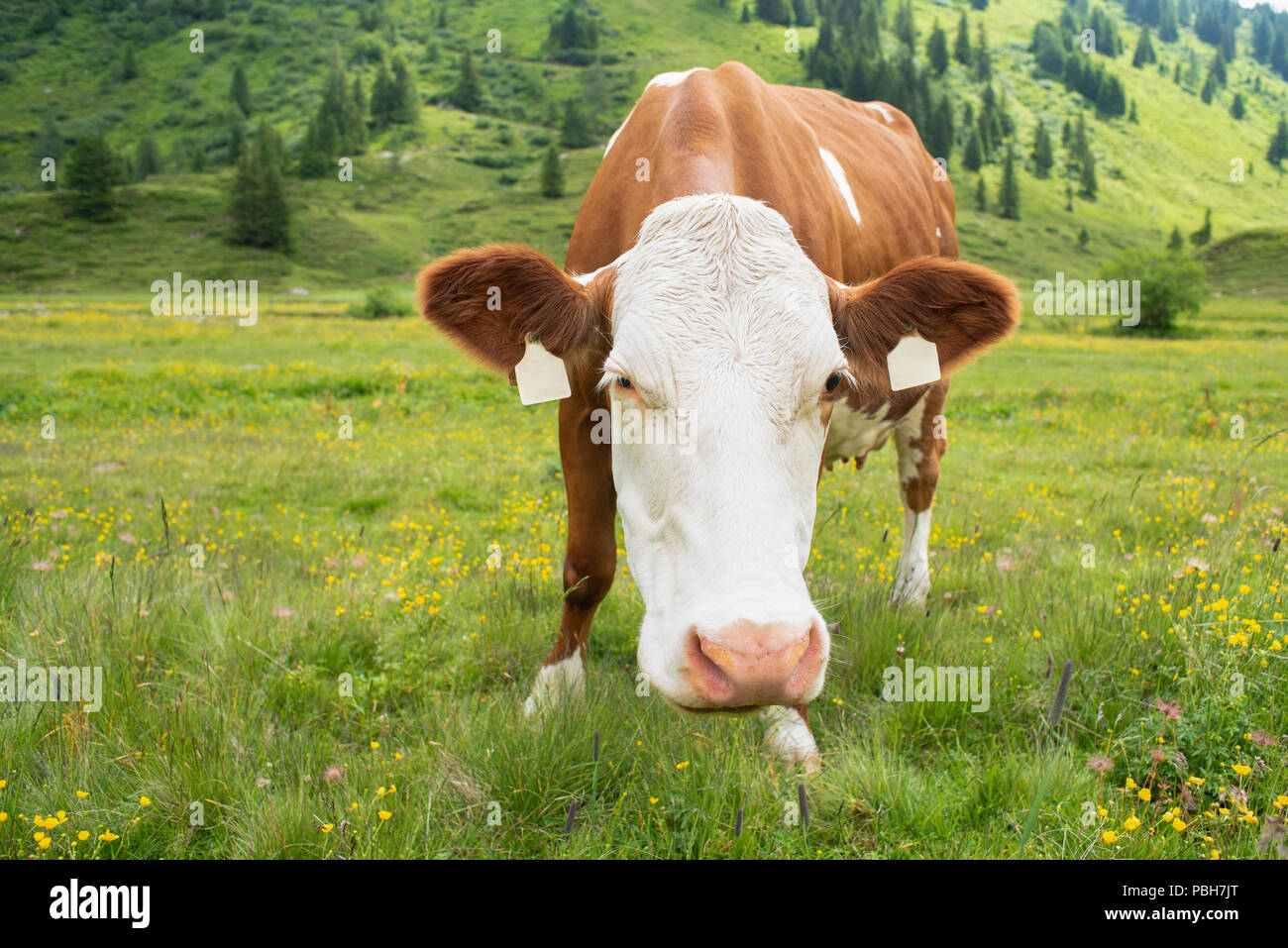 Cow go hi-res stock photography and images - Alamy