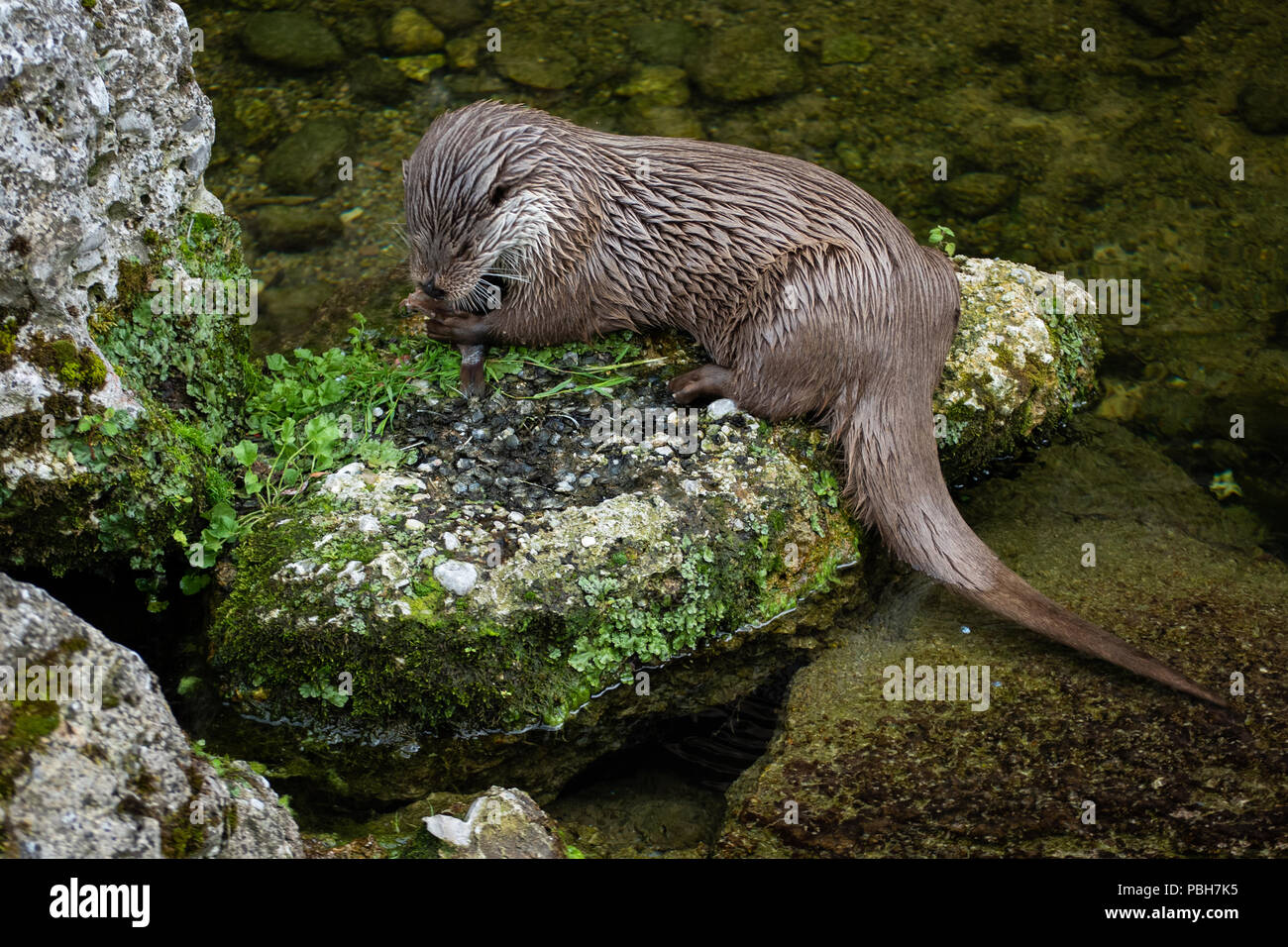 Sea Otter Clam High Resolution Stock Photography and Images - Alamy