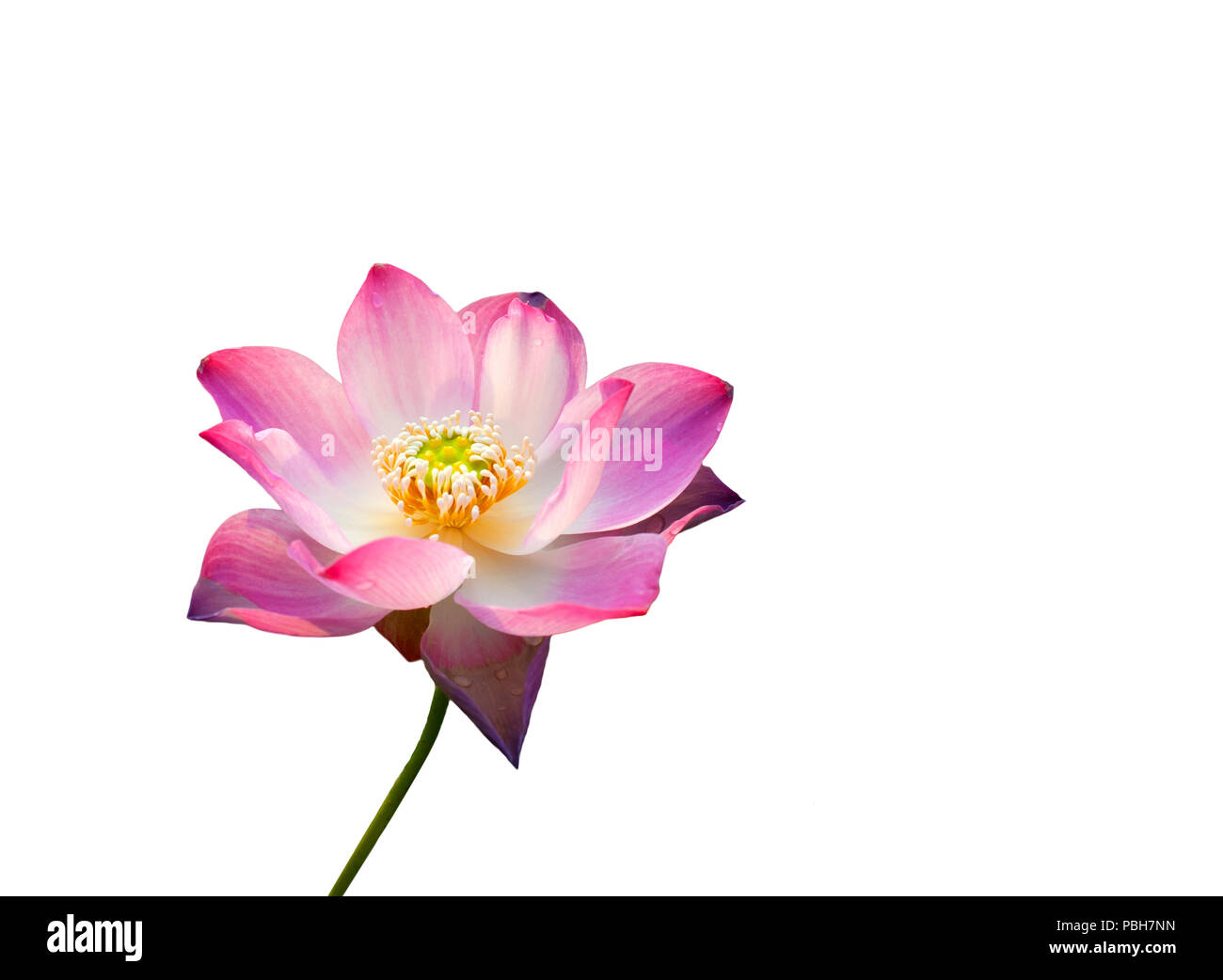 lotus flower isolated on white background Stock Photo - Alamy
