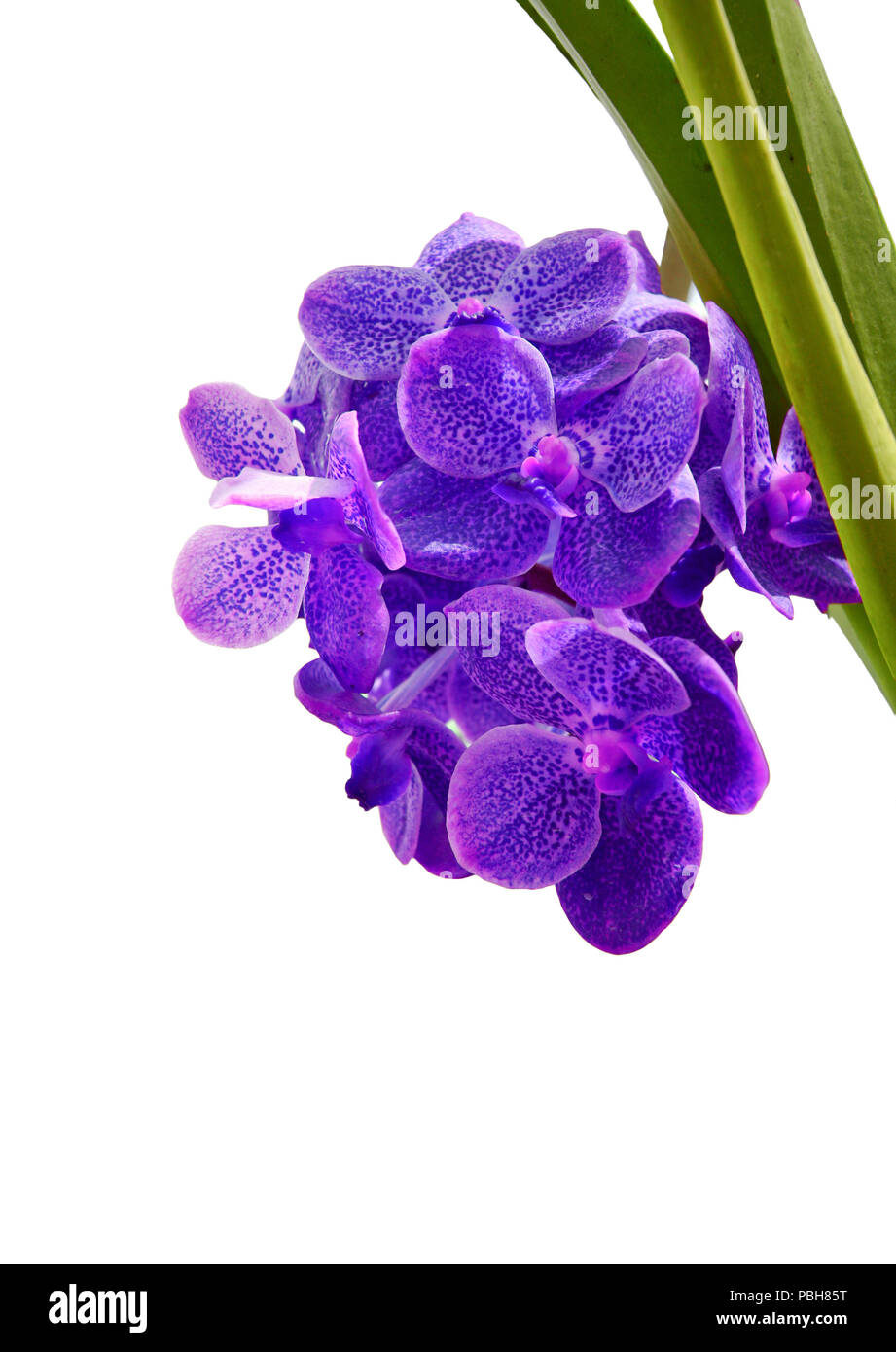 Violet orchid on white background Stock Photo - Alamy