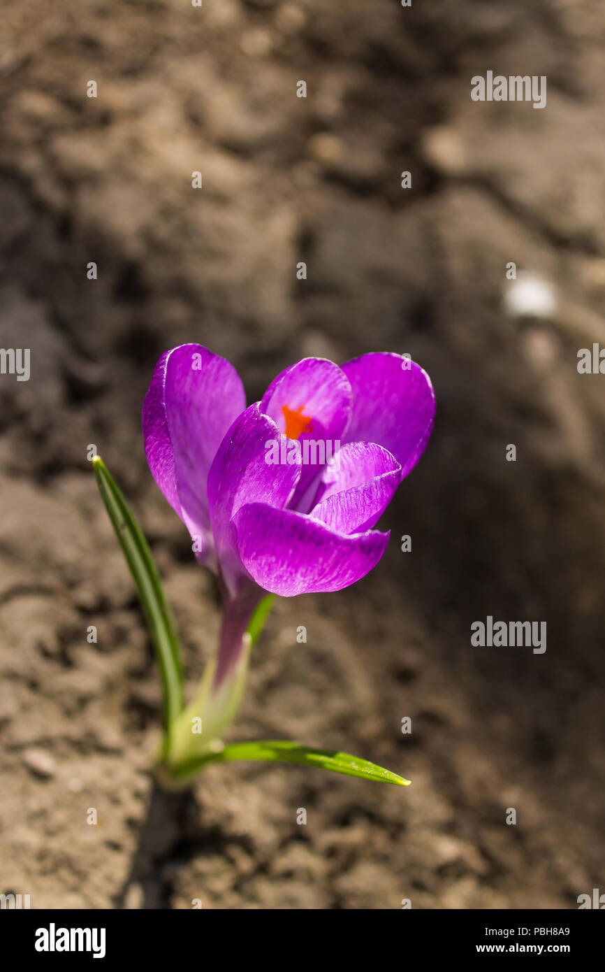 purple crocus flower closeup Stock Photo - Alamy