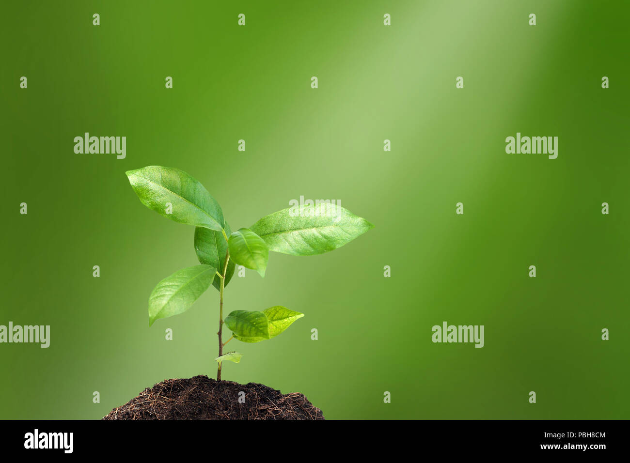 Small tree on pile of soil with sunshine Stock Photo - Alamy