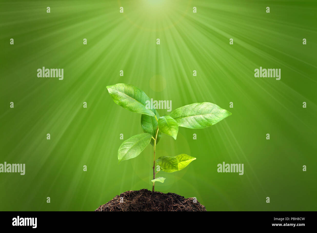 Small tree on pile of soil with sunshine Stock Photo - Alamy