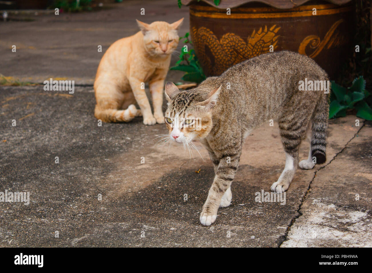 Cute cat, lovely animal at outdoor Stock Photo - Alamy