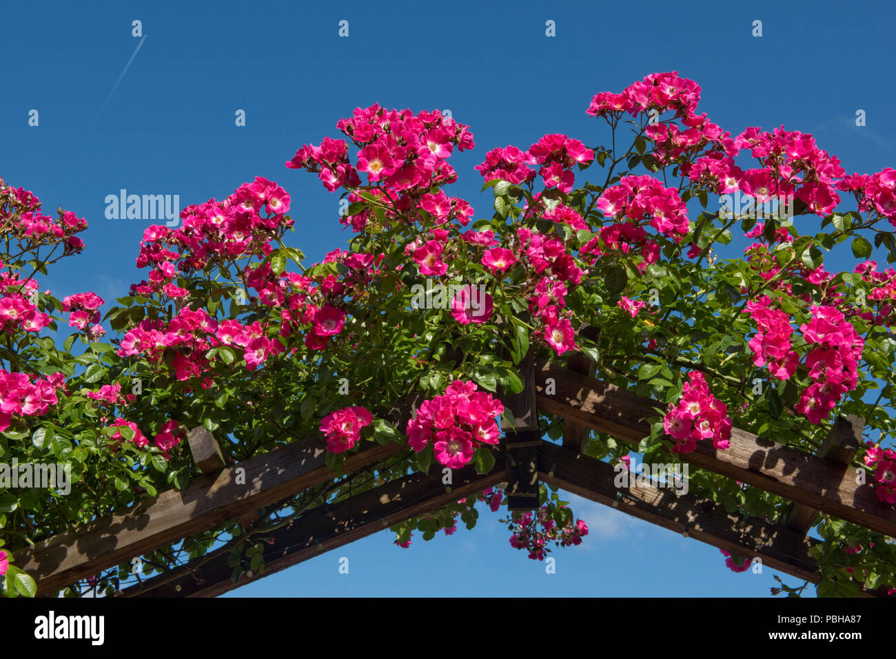 Climbing rose hi-res stock photography and images - Alamy