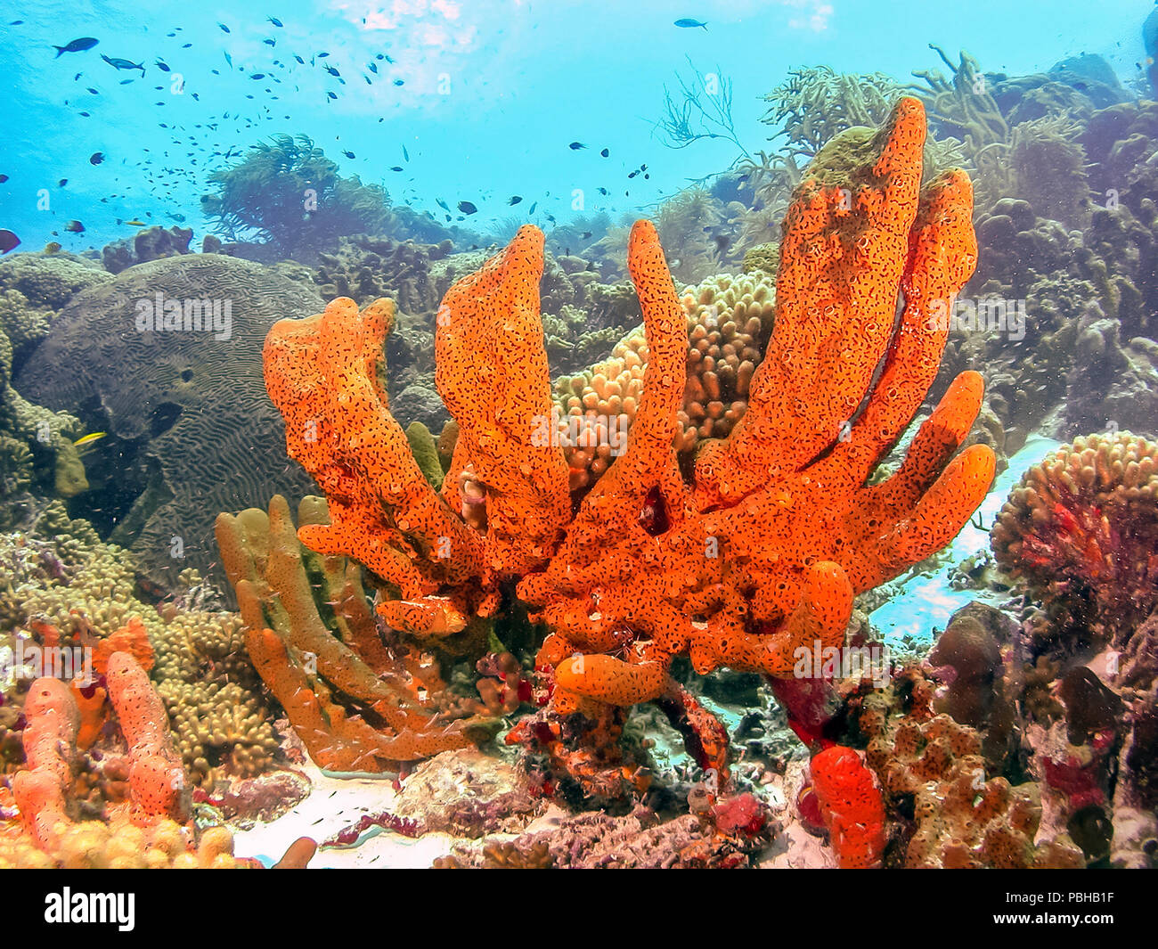Coral reef in Carbiiean Sea, Brown encrusting octopus sponge ...