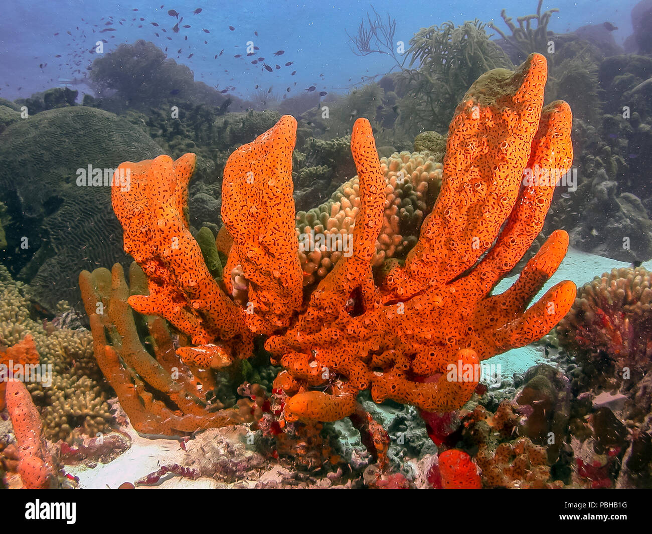 Coral reef in Carbiiean Sea, Brown encrusting octopus sponge ...