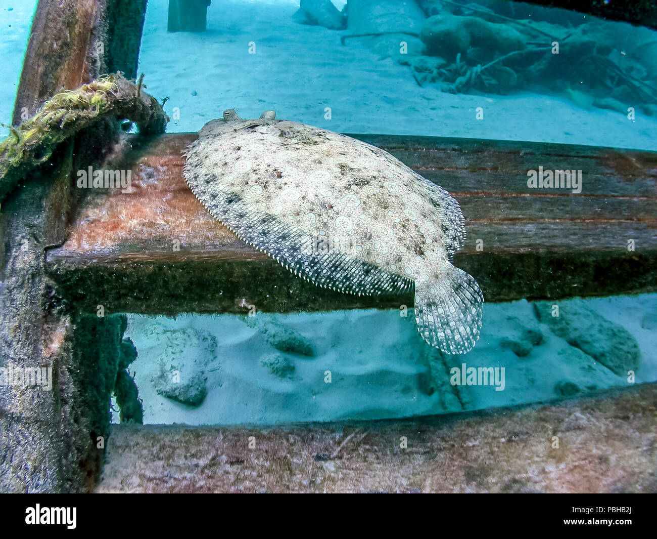 peacock flounder,Bothus mancus, also known as the flowery flounder, is ...