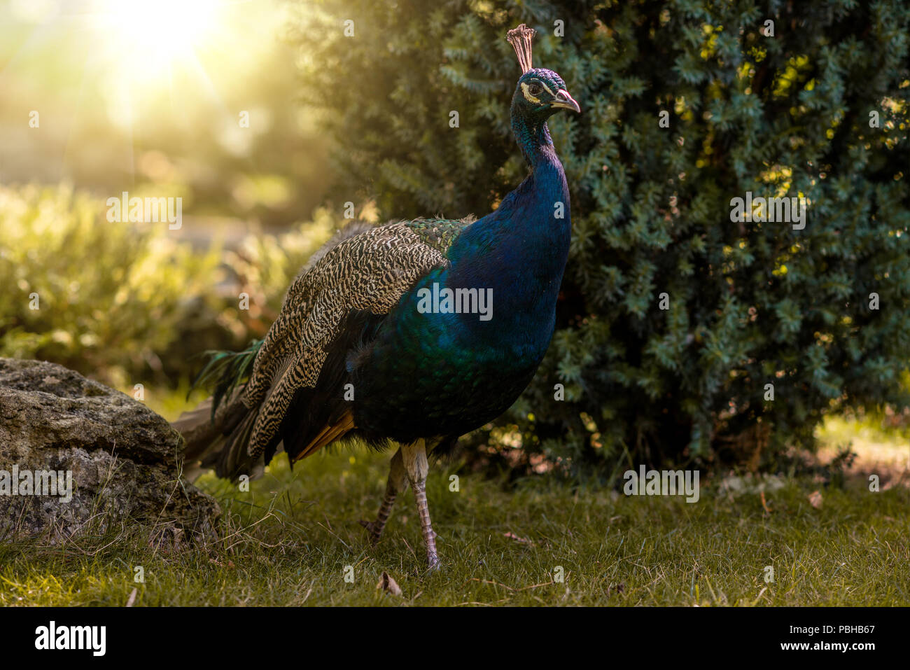 Peacock walk hi-res stock photography and images - Alamy