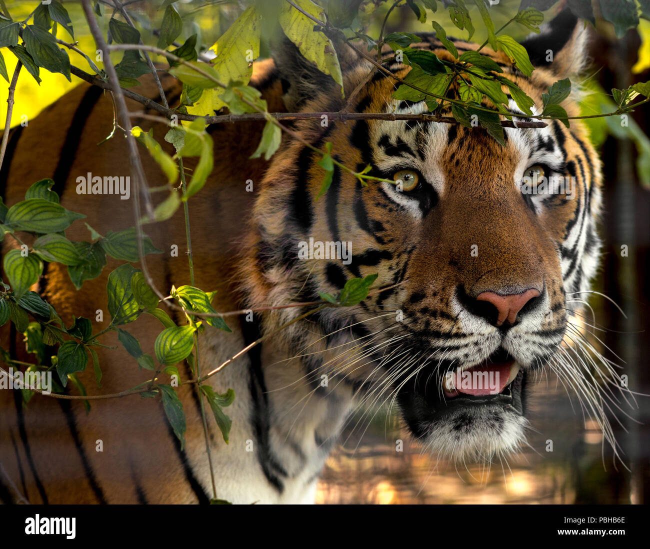 Wild Siberian tiger on nature, closeup horizontal photo Stock Photo - Alamy